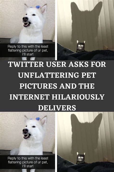 Twitter User Asks For Unflattering Pet Pictures And The Internet