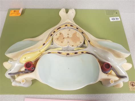Diagram Of Fifth Cervical Vertebra Spinal Cord Structure Quizlet
