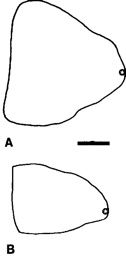 Figure 15 From Functional Anatomy Of Macaque Striate Cortex Ii Retinotopic Organization
