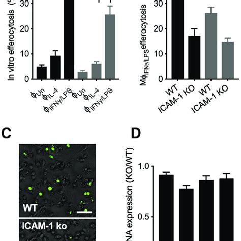 Intercellular Adhesion Molecule 1 Icam 1 Expression Is Induced With