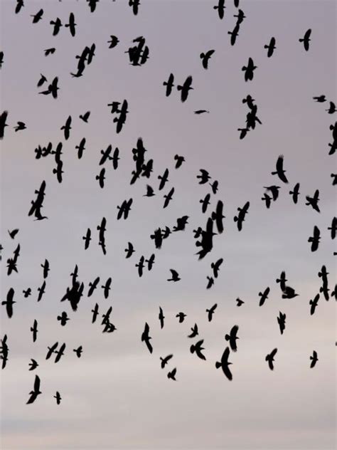 Number Of Crows Meaning And Symbolism Sarah Scoop
