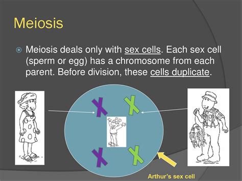 Meiosis And Sexual Reproduction Ppt Download