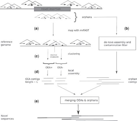 Figure 1 From Detection And Characterization Of Novel Sequence