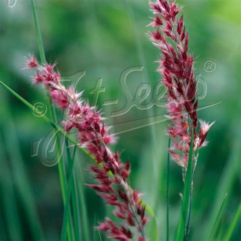 Melinis Savannah Savannah Ruby Grass Cavanos Perennials