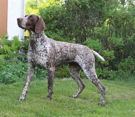 Assira Od JizerskÉho Splavu Viky Nord Bohemia Sheram Kennel