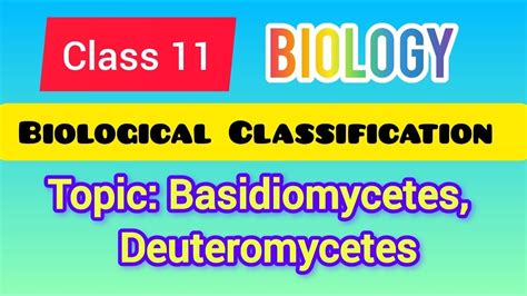 Class 11 Biology Biological Classification Topic Basidiomycetes Deuteromycetes Ncert