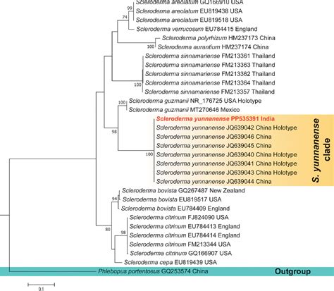 Figure 1 From Morphology And Molecular Phylogeny Of Scleroderma Yunnanense And Tricholoma