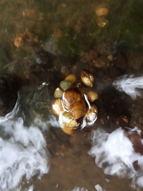 Shell Water River Free Photo On Pixabay Pixabay