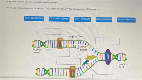 Drag Each Label To The Correct Location On The Image The Image Below Shows The Process Of [algebra]