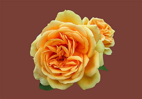 무료 이미지 꽃잎 장미 꽃 주황색 노랑 닫기 플로리 분다 장미 정원 나쁜 키신젠 꽃 피는 식물 정원 장미 장미 가족 꽃을 자르다 육상 식물 장미의