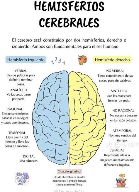 Hemisferios Del Cerebro Dibujo