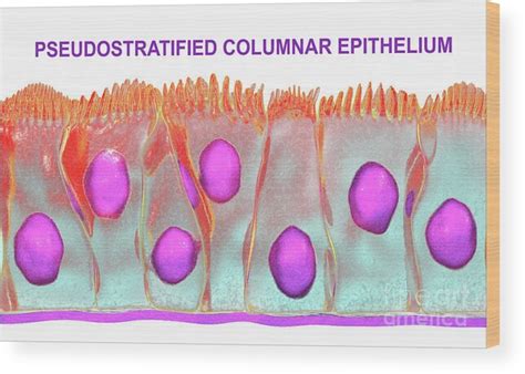 Pseudostratified Columnar Diagram