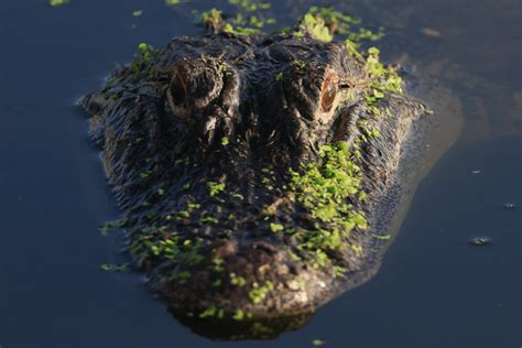 Officials Finally Track And Kill 11 Foot Alligator That Killed Woman