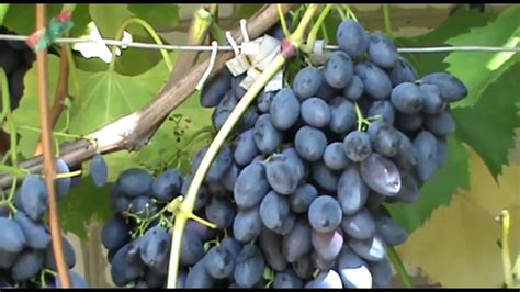 Виноград Блэк Гранд - сверхурожайный и морозостойкий (Grapes Black ...