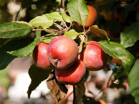 How To Save A Dying Crabapple Tree Action Steps To Take