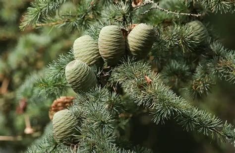 24 Plants That Have Special Meaning For Indigenous People