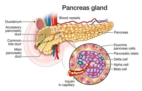 Pancreatic Cell Diagram