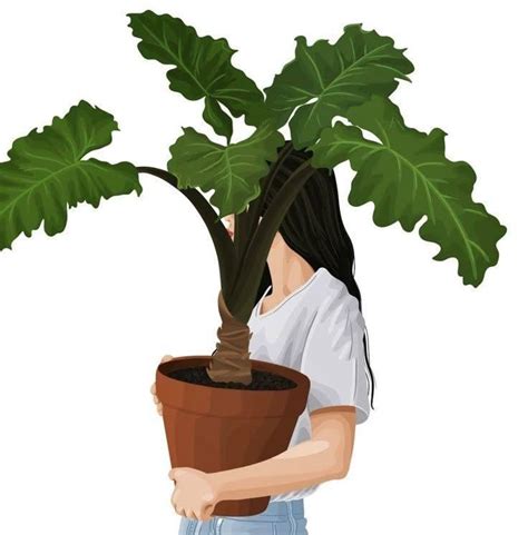 نباتات منزلية Houseplants توصية نباتية اليوم زنبق السلام