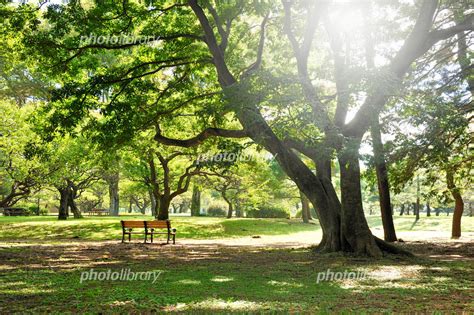 木漏れ日のベンチ 写真素材 4906702 フォトライブラリー Photolibrary