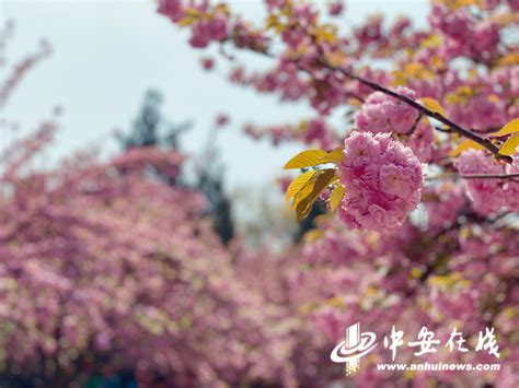 中安在线三月末中国科大樱花绽放 再度惊艳合肥 中国科大新闻网