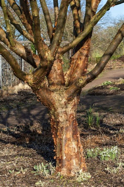 Acer Griseum Tree Bark Stock Image Image Of Texture 306152627