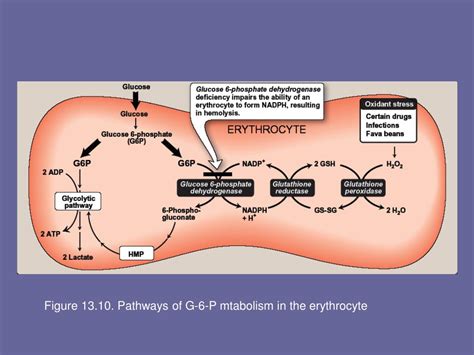 Ppt Pentose Phosphate Pathway And Nadph Powerpoint Presentation Free