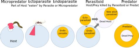 ملفmicropredator Parasite Parasitoid Predator Strategies Comparedsvg