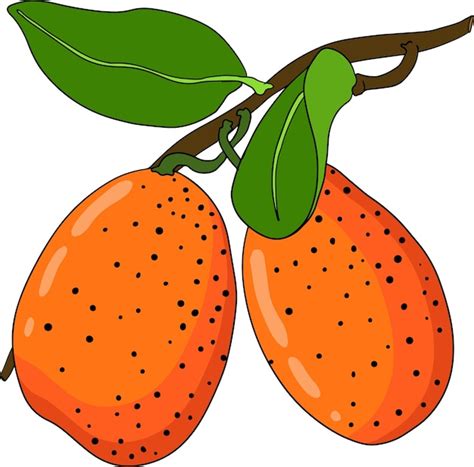 Premium Vector Kumquat Golden Mandarin Orange Citrus Fruits Hand