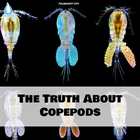The Truth About Copepods Artofit