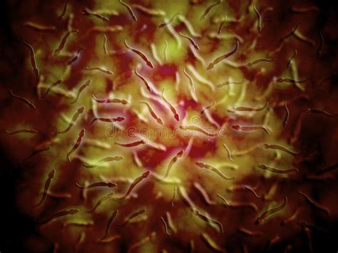 Microscopic View Of Sperm Stock Illustration Illustration Of Horizontal 348618411