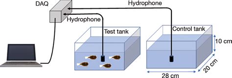Schematic View Of The Experimental Setup Not To Scale Daq Digital
