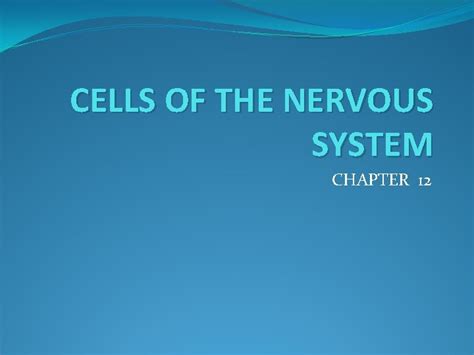 Cells Of The Nervous System Chapter 12 Nervous
