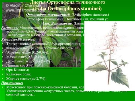 Сапонины презентация, доклад