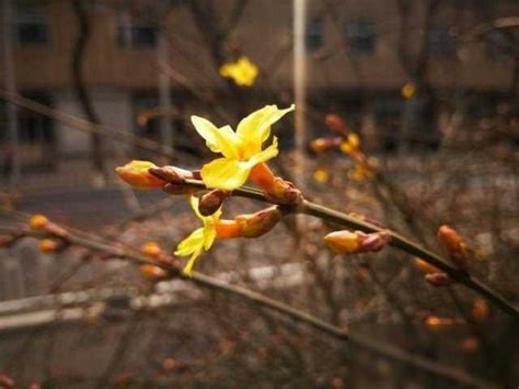 俗语：“无春清明不上坟，上坟祸事要临门”是什么意思？今年清明节不能上坟了？