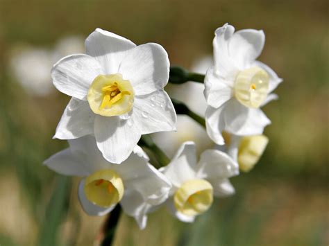 Fulya Çiçeği Bakımı Ve Özellikleri