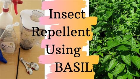 Homemade Insect Repellent For Gardens At Robert Fabry Blog