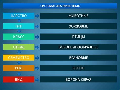 Систематика и классификация животных презентация онлайн