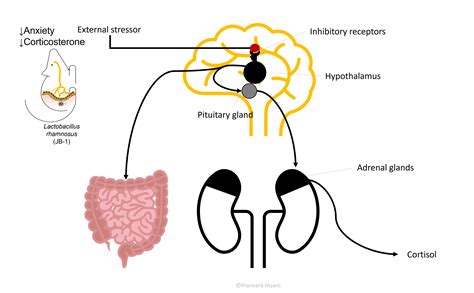 Ga Map Gut Microbes Gut Feelings And Our Brains
