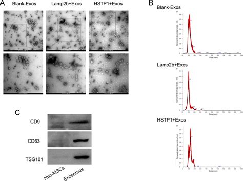 Identification Of Exosomes A Size Distribution Of Blank Exos