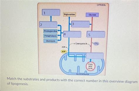 Solved Match The Substrates And Products With The Correct