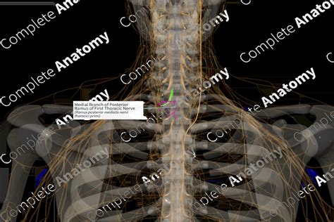 Posterior Thoracic Plexus Posterior Thoracic Plexus