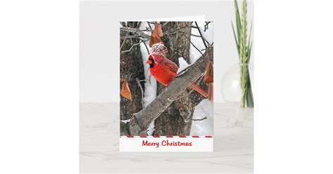 Christmas Cardinal Holiday Card Zazzle