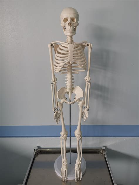 Anatomy Model หุ่นจำลองโครงกระดูก ขนาดเล็ก ราคา 4000