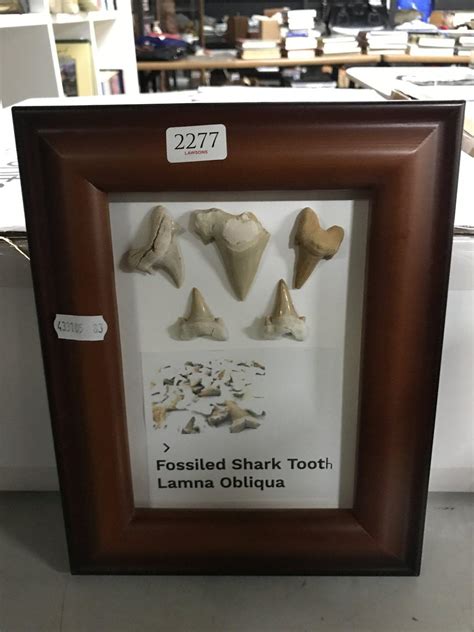 Lot Fossil Shark Teeth