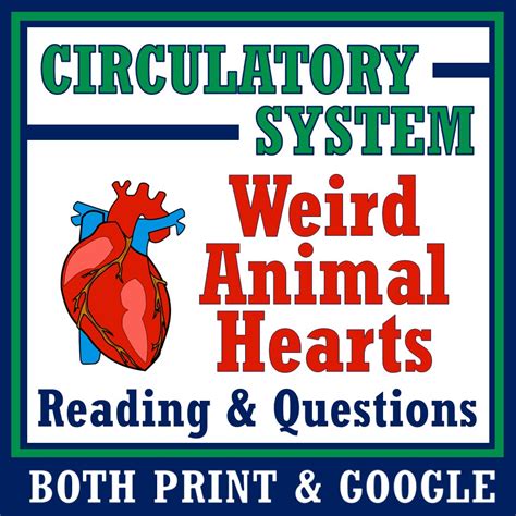 Circulatory System Activity Compare Weird Hearts Flying Colors Science