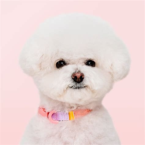 마이플러피 강아지 목줄 제로칼라 핑크 강아지대통령