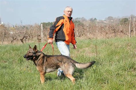 Jacques Vacher Et Son Chien Eyk Un Duo De Champions Bergeracois