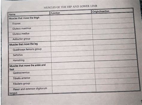 Solved Muscles Of The Hip And Lower Limb Function Origin Insertion