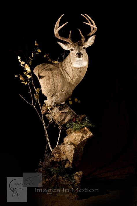 Whitetail Deer Natural Floor Pedestal Wild Images In Motion