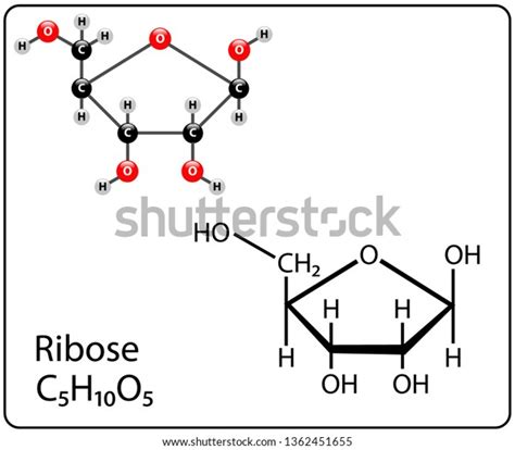 Ribose Molecule Structure Stock Vector Royalty Free 1362451655 Shutterstock